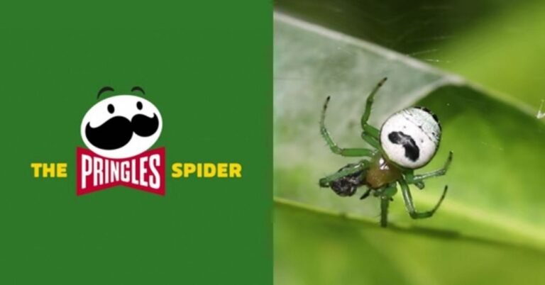 Örümcek Adam Lego Olarak Spider-Verse Evreninde • Bigumigu