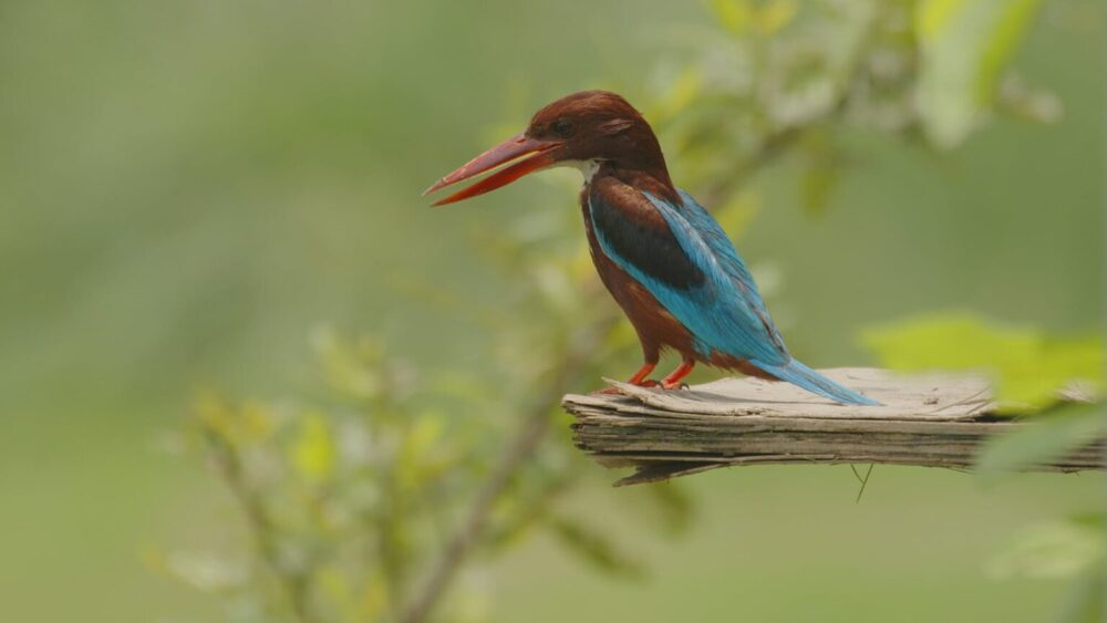 Gezegenin Sorunlarını Belgeleyen Ücretsiz Video Kütüphanesi: Open Planet • Bigumigu